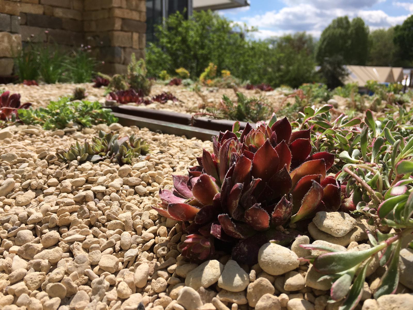 Warner's Distillery Show Garden – Warner's Distillery Ltd