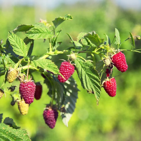 Pink Berry - 0% Spirit – Warner's Distillery Ltd